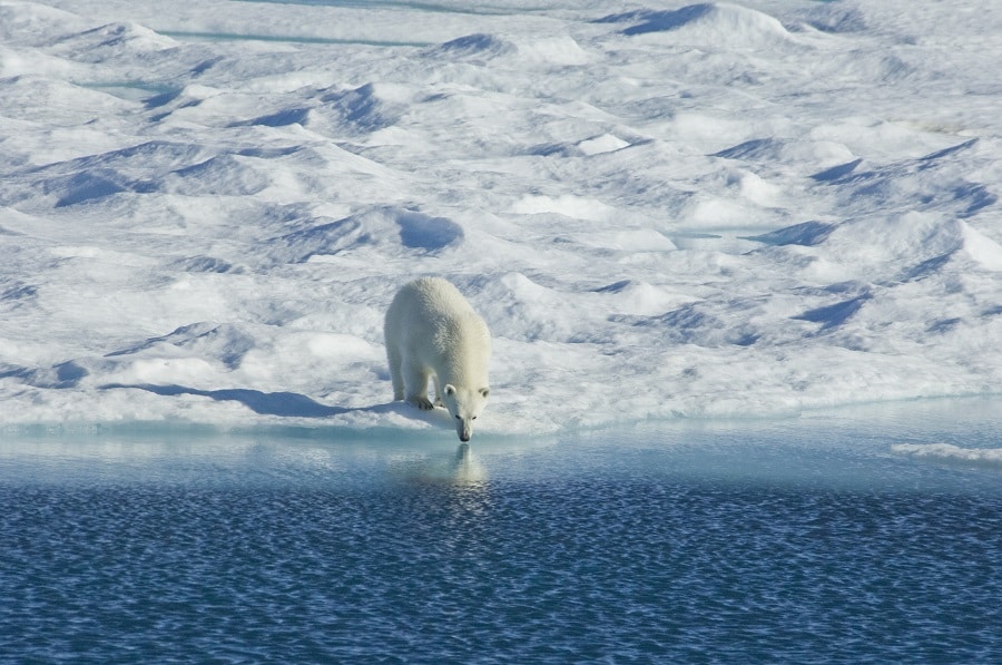 The Impact Of Human Activities On Endangered Species - Science Recent ...