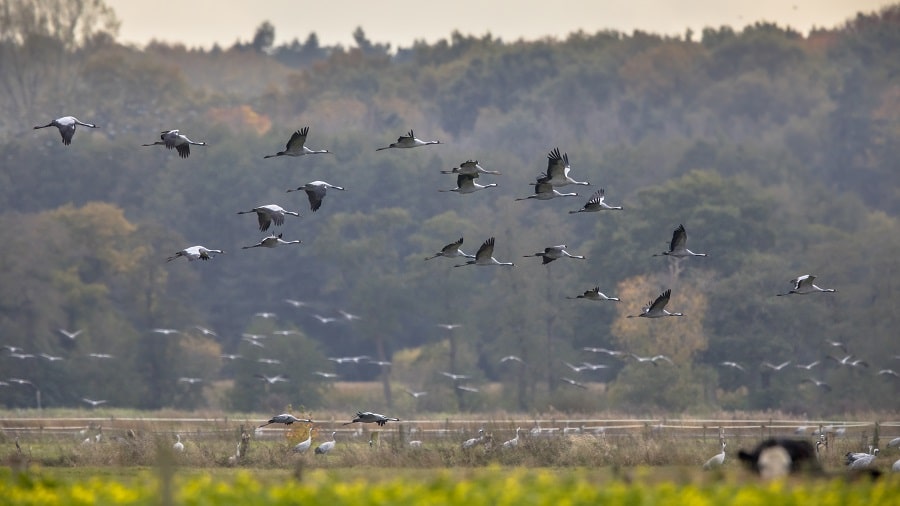 The Mystery Of Animal Migration - Science Recent - Your Daily Science ...