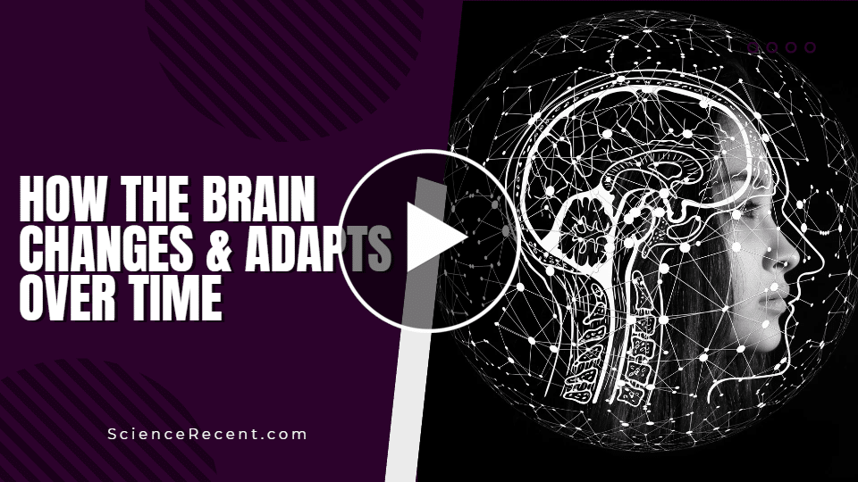 How the Brain Changes and Adapts Over Time - Science Recent - Your ...