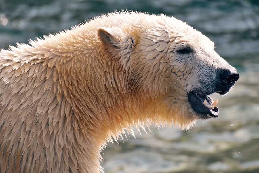 Animals That Are Close To Extinction - Science Recent - Your Daily ...