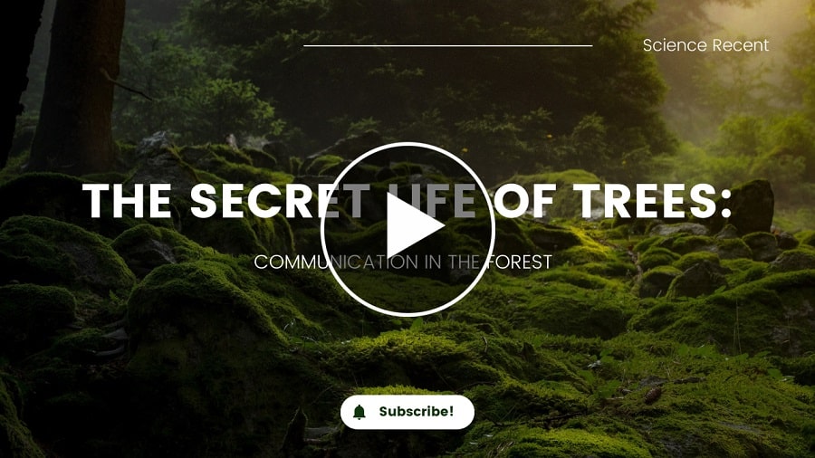 The Secret Life Of Trees: Communication In The Forest - Science Recent ...