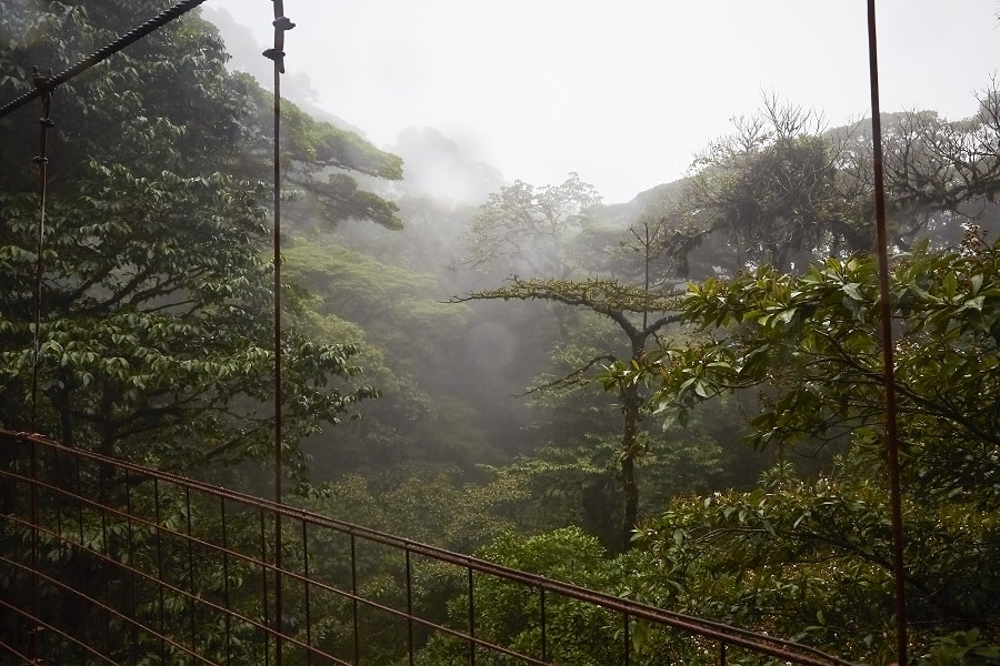 10 Things You Can Do To Help Save The Rainforest - Science Recent ...