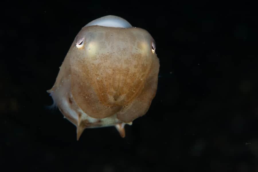 Unveiling The Dumbo Octopus: The Deep Sea’s Cutest Resident - Science ...