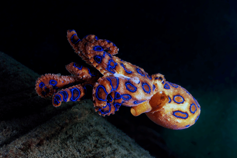 Octopus DNA Unveils Hidden Antarctic History - Science Recent - Your ...