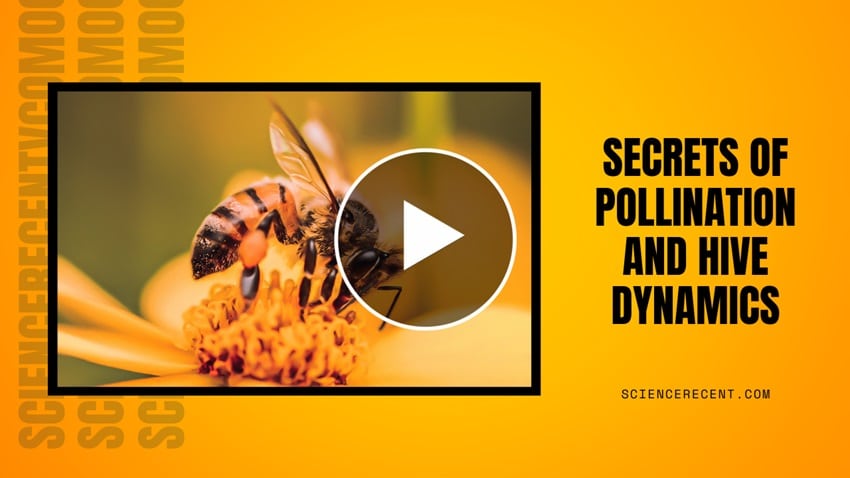 Secrets of Pollination and Hive Dynamics - Science Recent - Your Daily ...