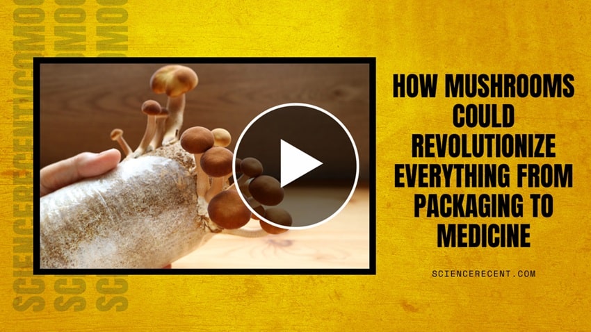 How Mushrooms Could Revolutionize Everything From Packaging To Medicine ...