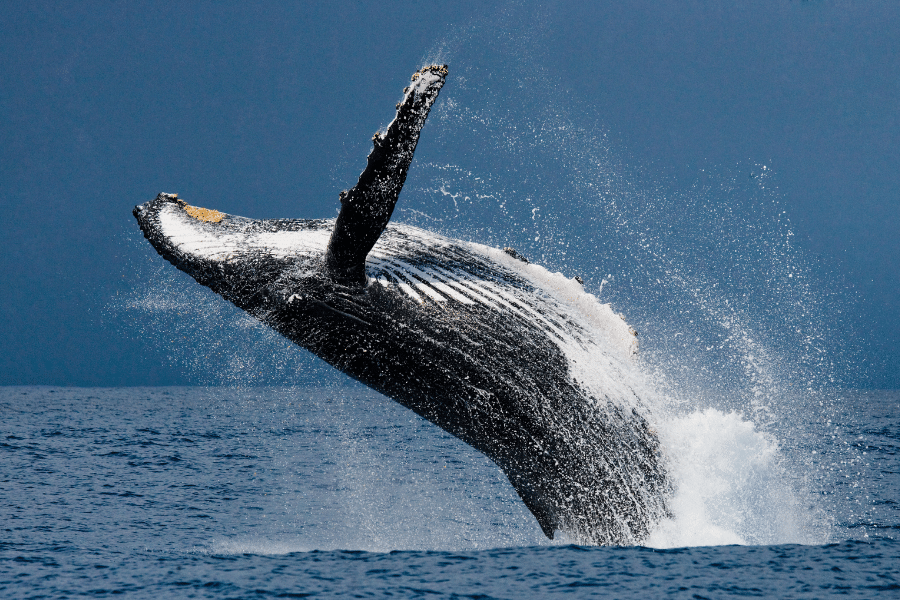 Why Do Whales Sing? - Science Recent - Your Daily Science Source